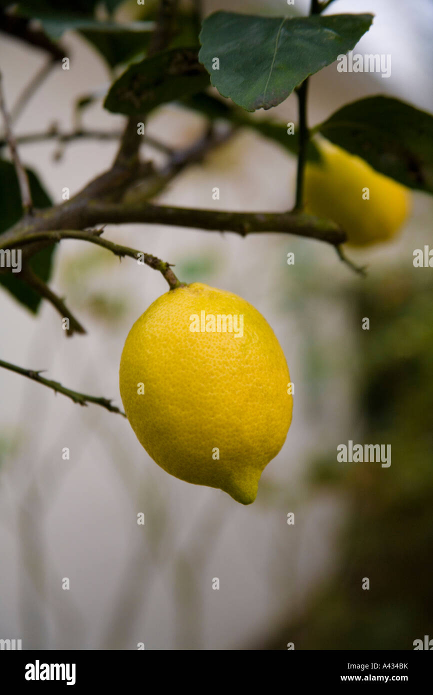 Lemon growing on a tree in a garden in Florida Stock Photo - Alamy