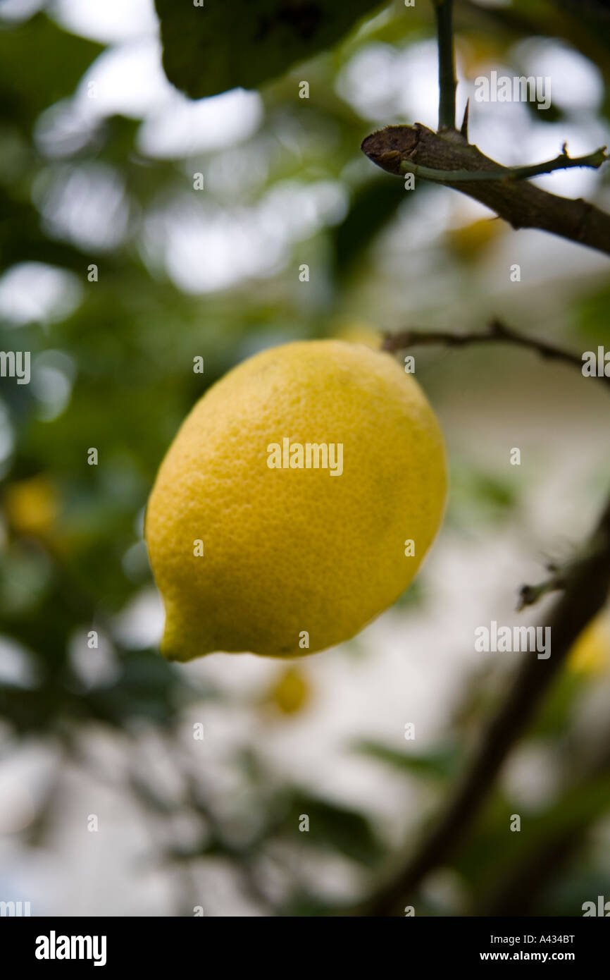 Lemon growing on a tree in Florida Stock Photo - Alamy