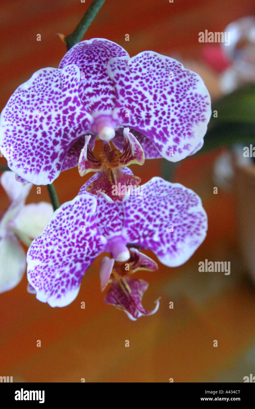 Plants with red spotted stems hi-res stock photography and images - Alamy