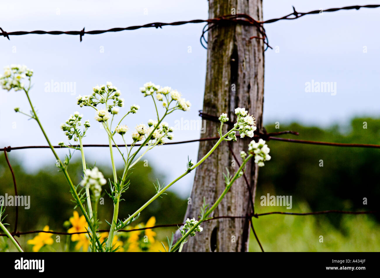 Pretty barbed wire hi-res stock photography and images - Alamy