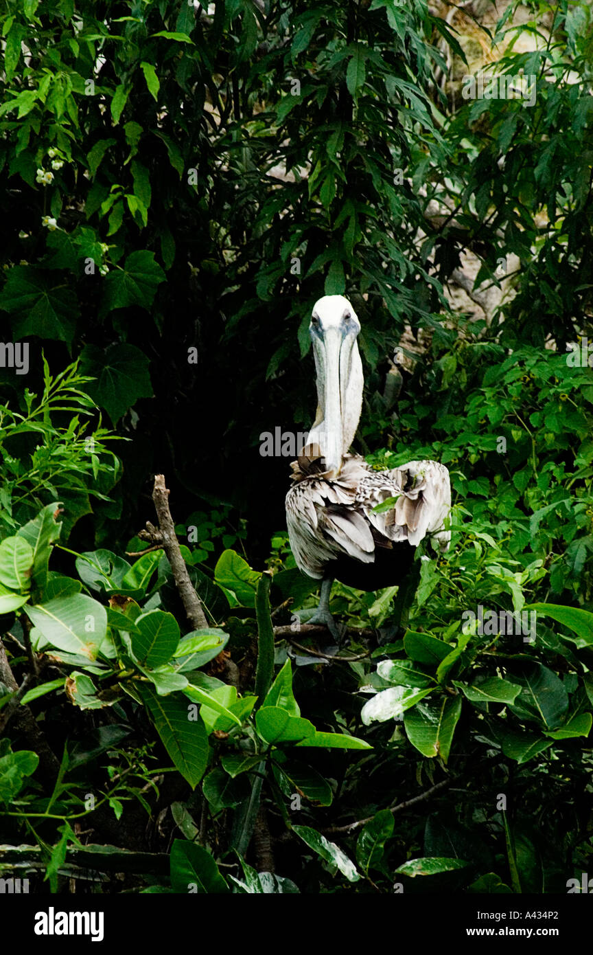 pelican roosting on island off the coast of Puerto Vallarta Mexico ...