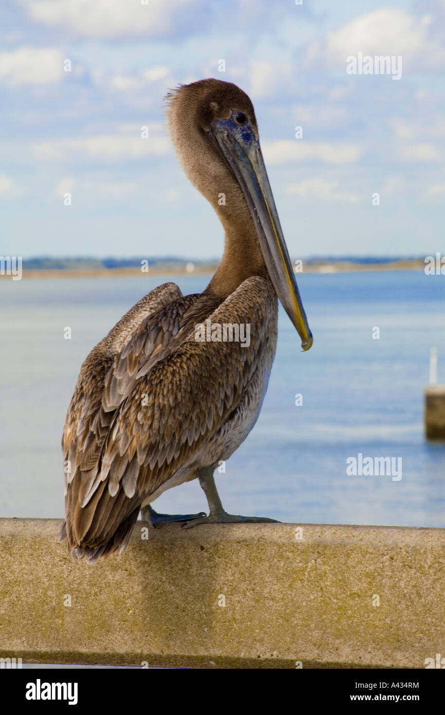 An Eastern Brown Pelican sitting on the pier Stock Photo - Alamy