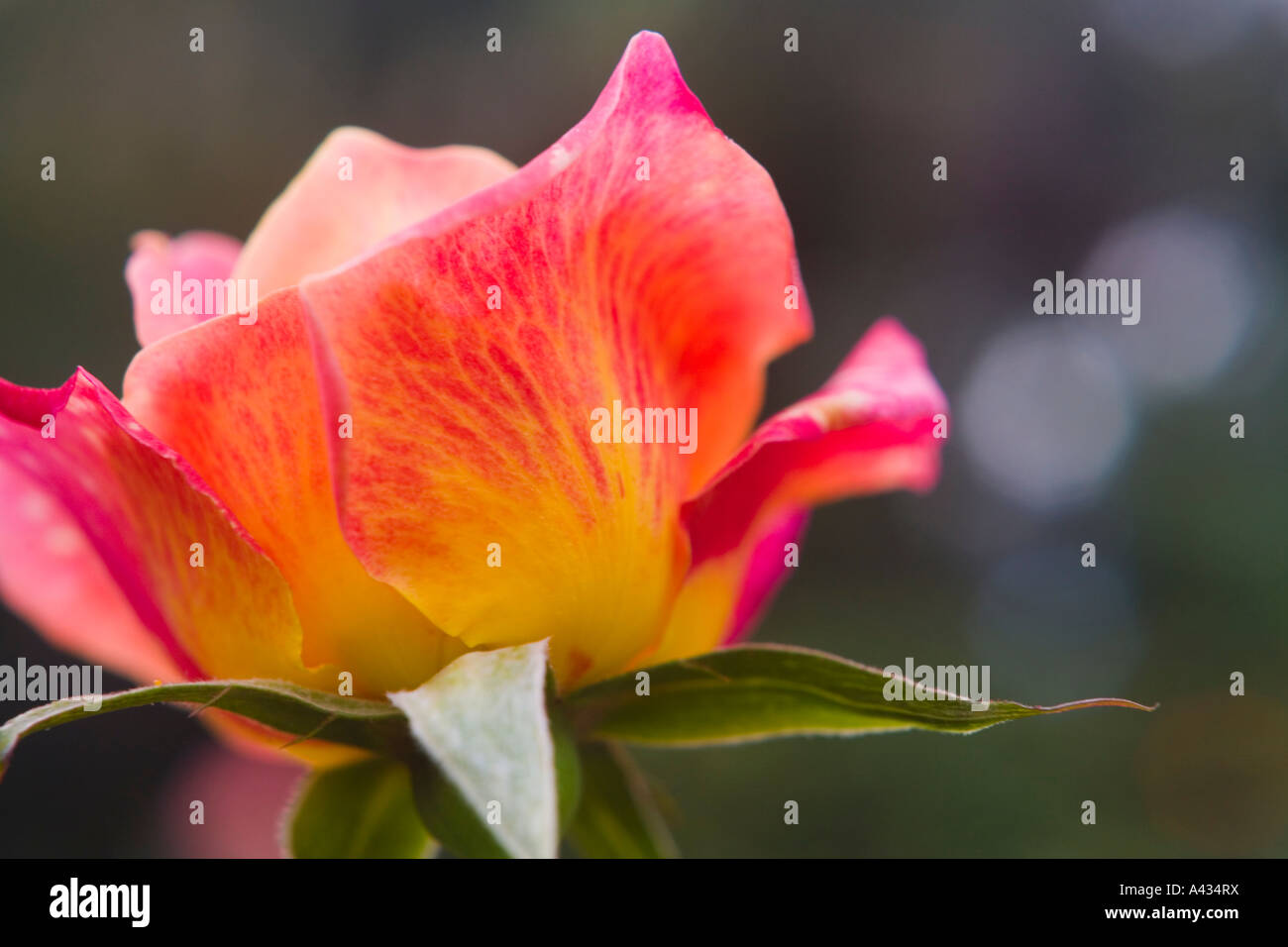 Bright red flower in full bloom Stock Photo - Alamy