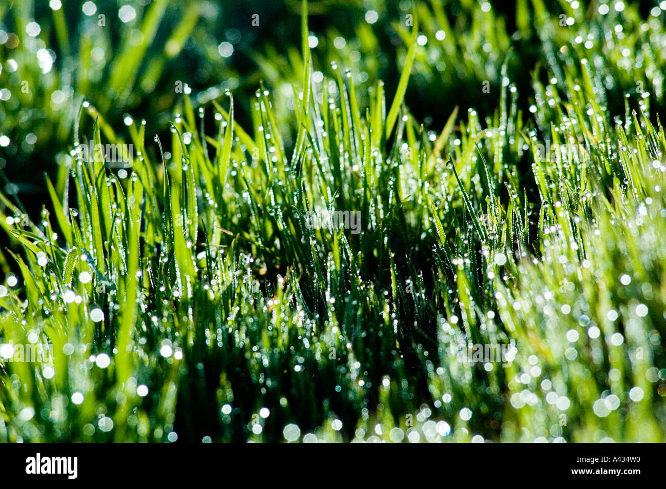 Damp grass cut hi-res stock photography and images - Alamy