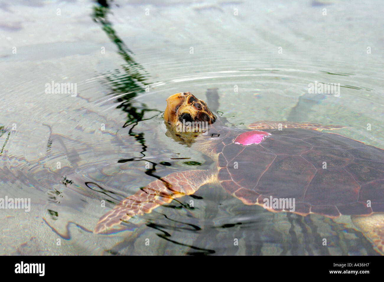 Turtle half submerged painted swim swimming underwater water sea ...