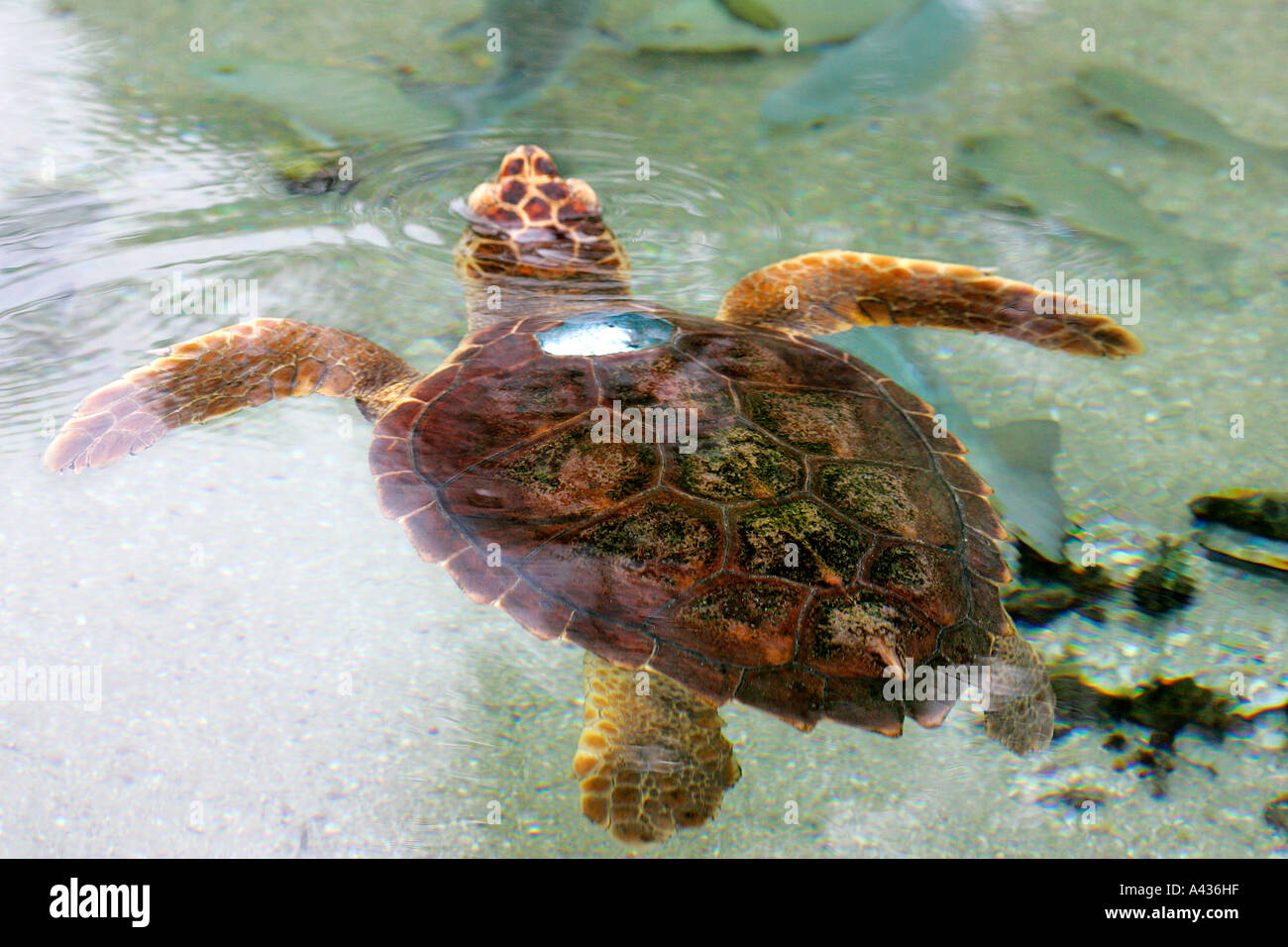 Turtle half submerged painted swim swimming underwater water sea ...
