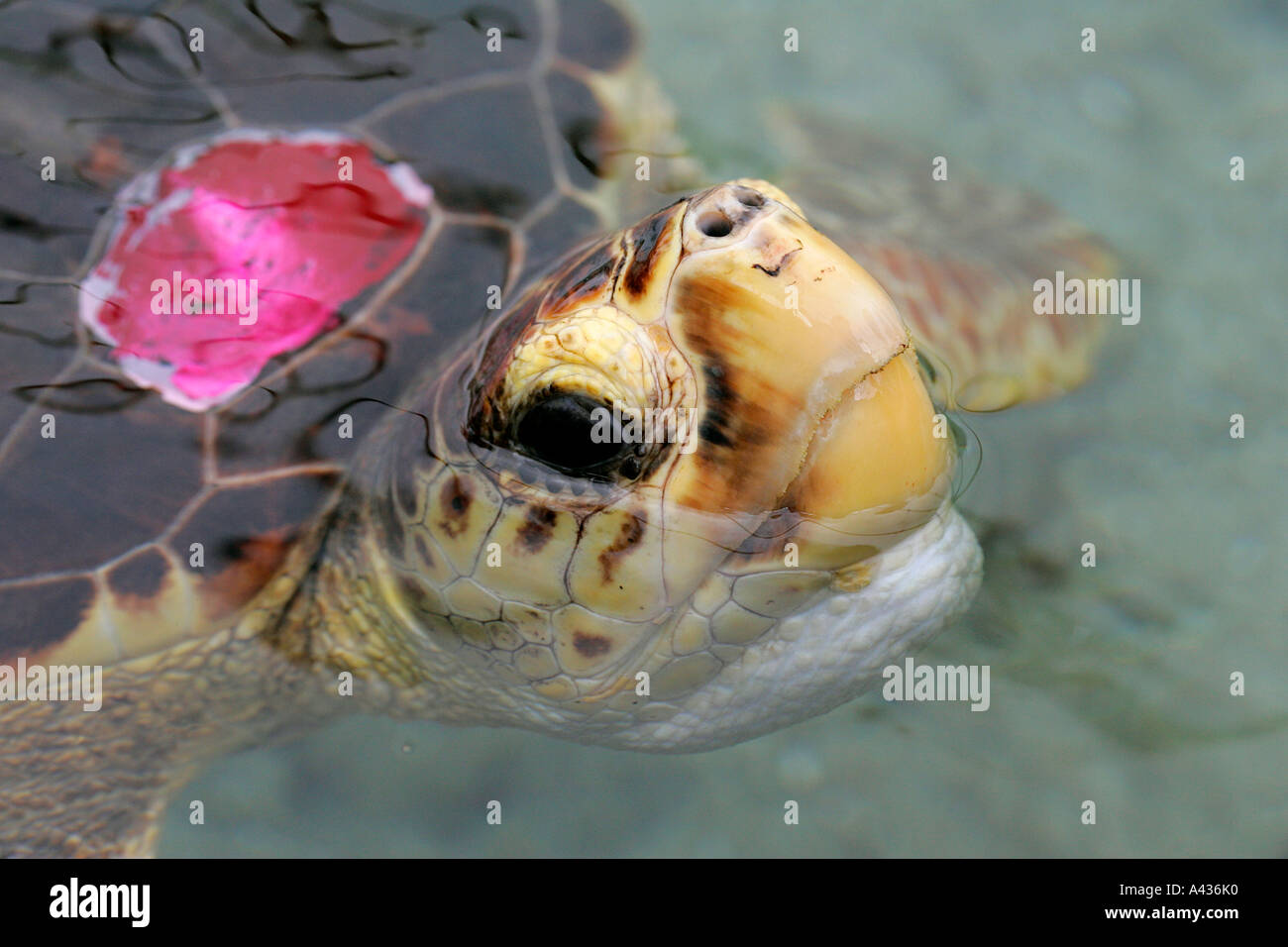 Turtle half submerged painted swim swimming underwater water sea ...
