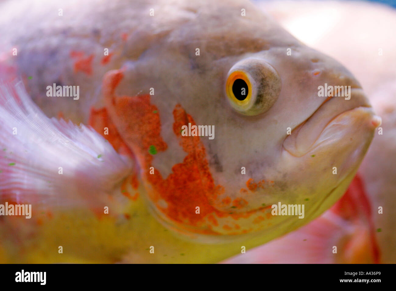 fish aquarium tank animal fishes freshwater aquaria tropical goldfish ...