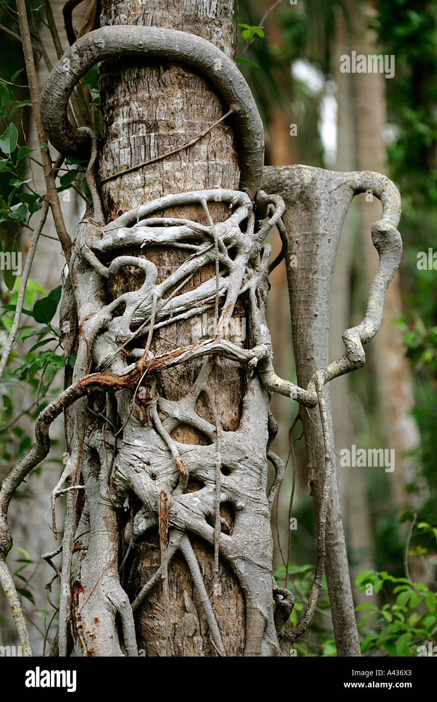 Close up of a tree bark biome biotope deciduous tree deciduous ecology ...