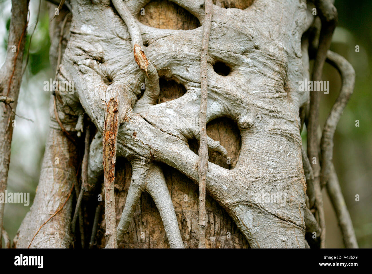 Close up of a tree bark biome biotope deciduous tree deciduous ecology ...