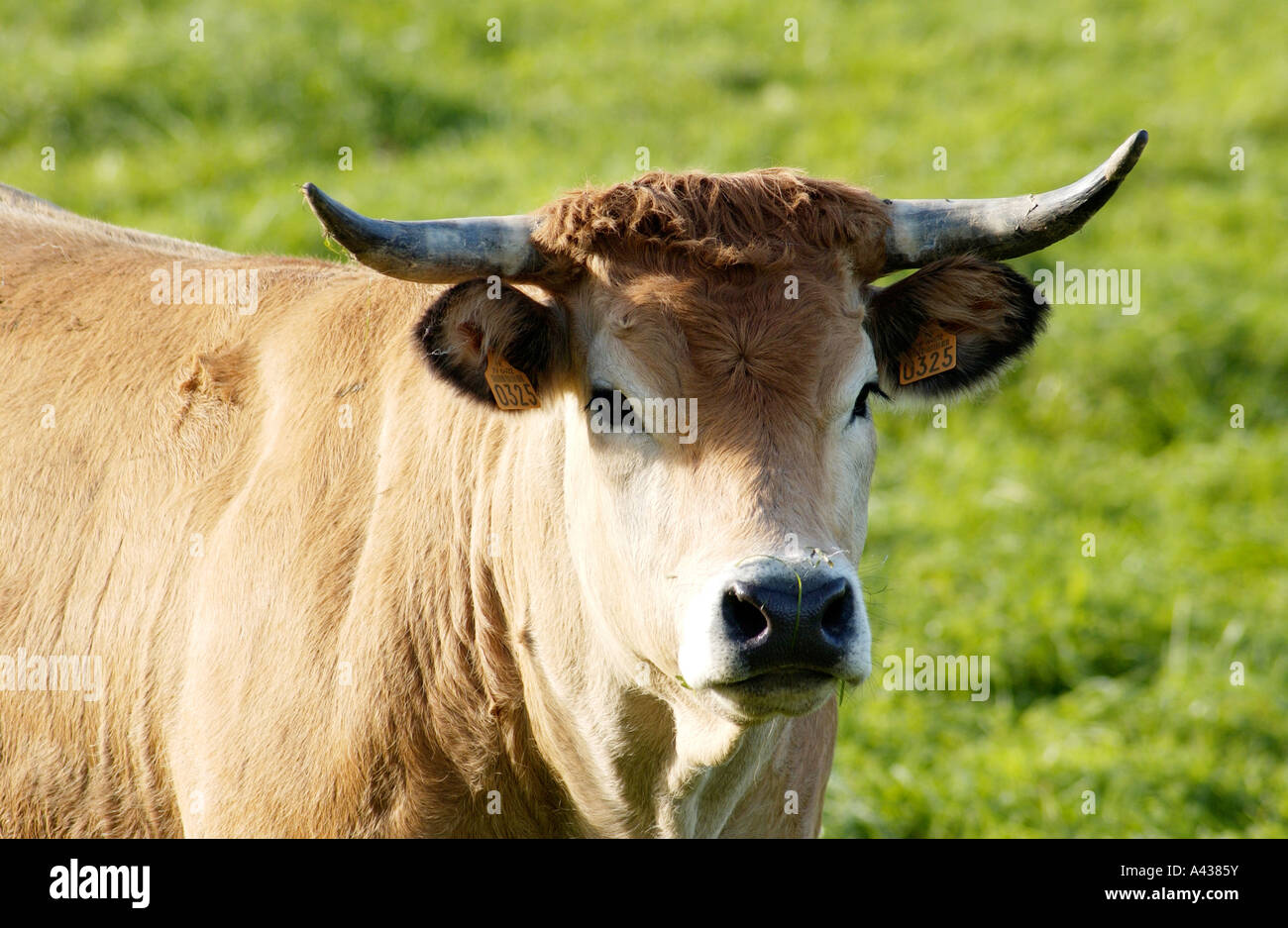 Parthenaise cattle hi-res stock photography and images - Alamy