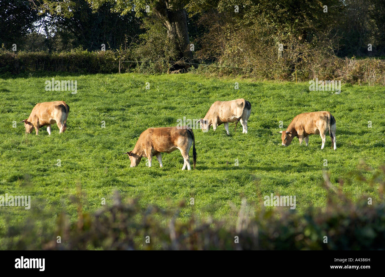 Parthenaise cows hi-res stock photography and images - Alamy
