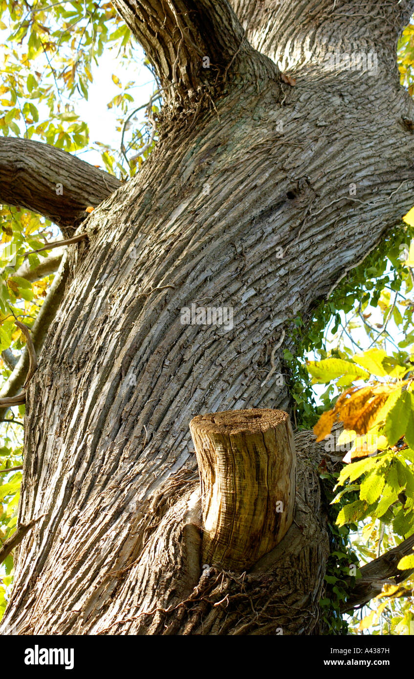 Large tree trunk Stock Photo - Alamy