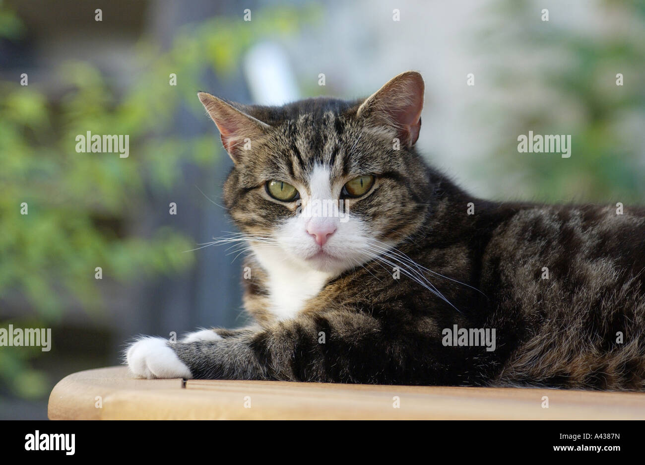 Funny animals tabby cat Stock Photo - Alamy
