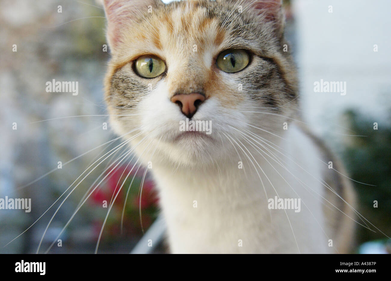 Funny animals tortoise shell cat Stock Photo - Alamy