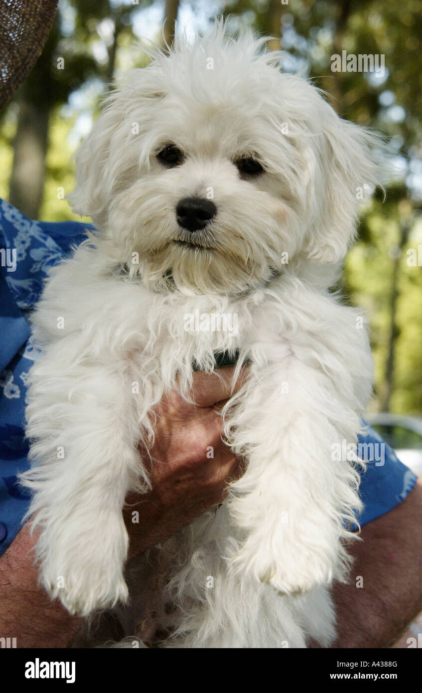 Maltese family hi-res stock photography and images - Alamy