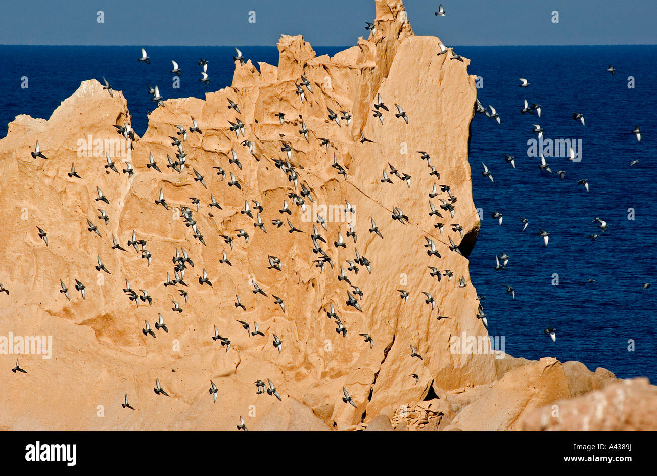 Orak island turkey hi-res stock photography and images - Alamy