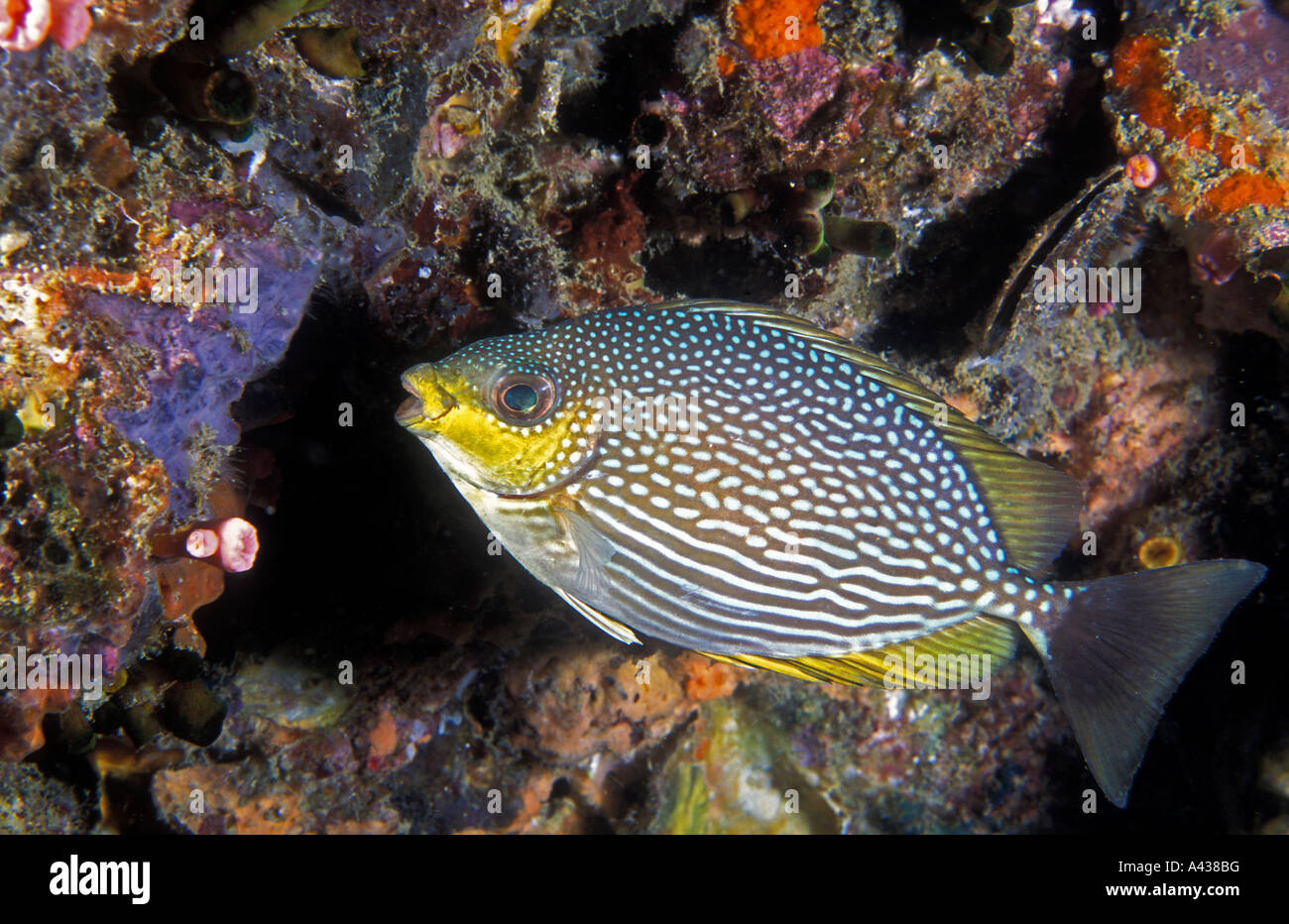 Siganus javvus similan thailand hi-res stock photography and images - Alamy