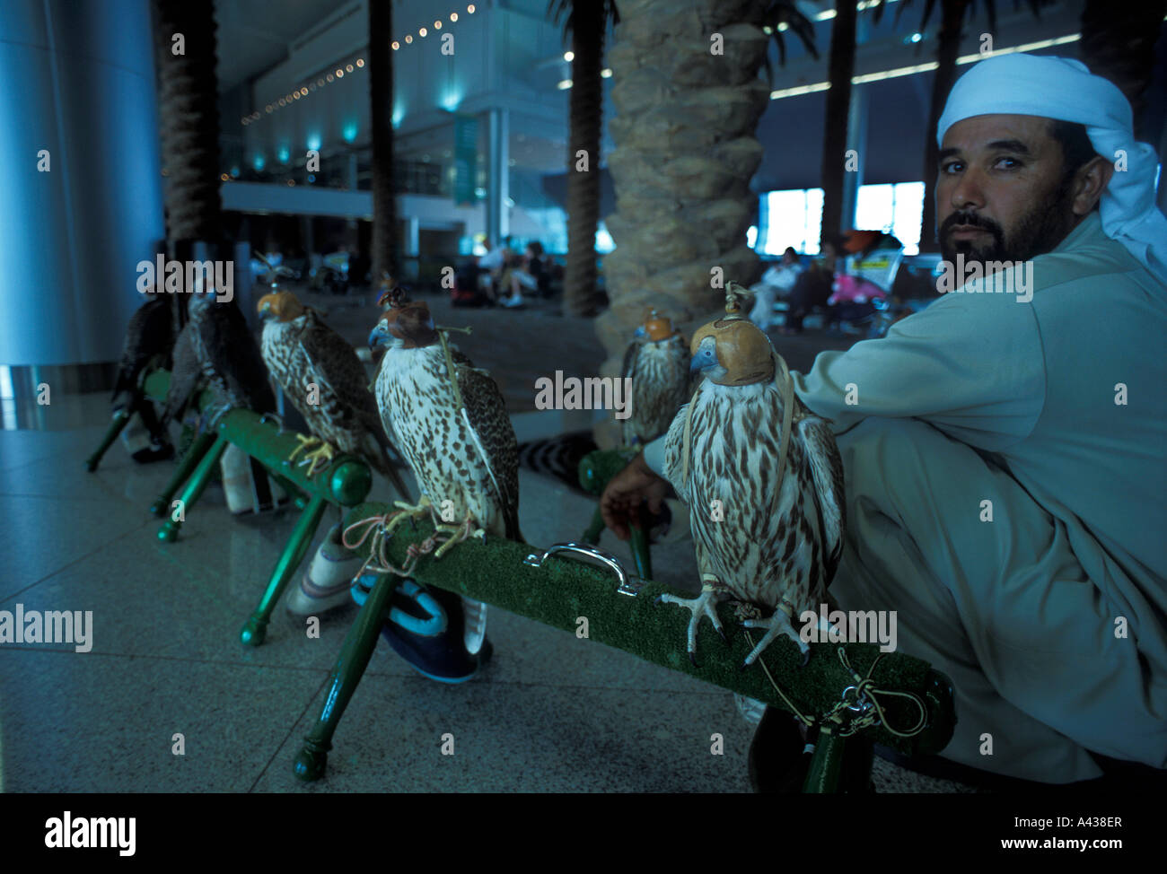 Blind folded falcons waiting first class check in Dubai Airport, United ...
