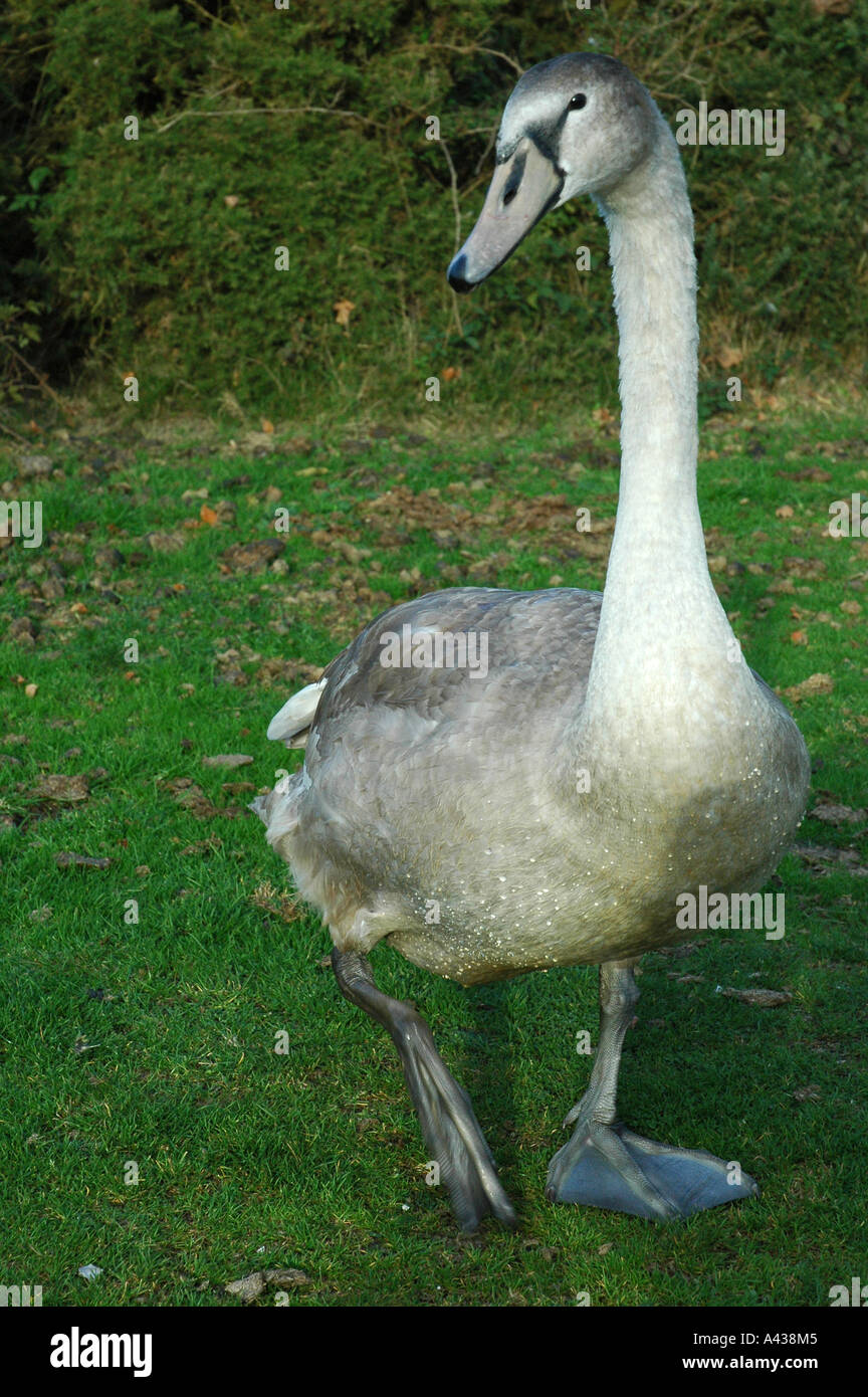 Swans head turned left Stock Photo - Alamy