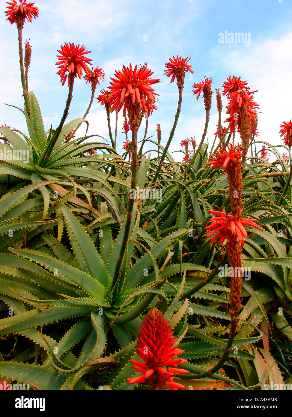 ALOE ARBORESCENS Candelabra Plant Stock Photo - Alamy