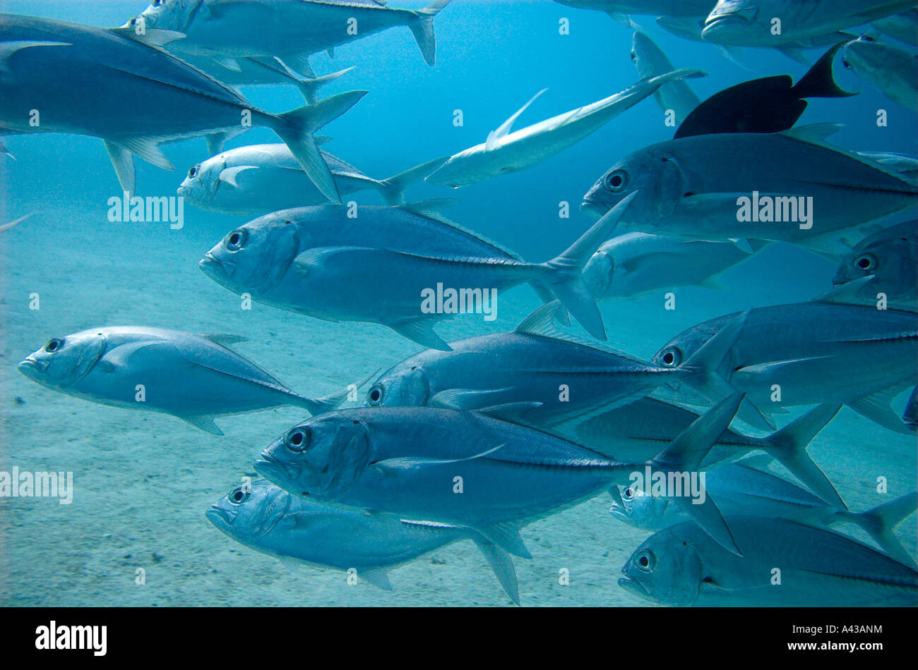 A school of Jacks snappers circle the blue waters of the coral reef ...