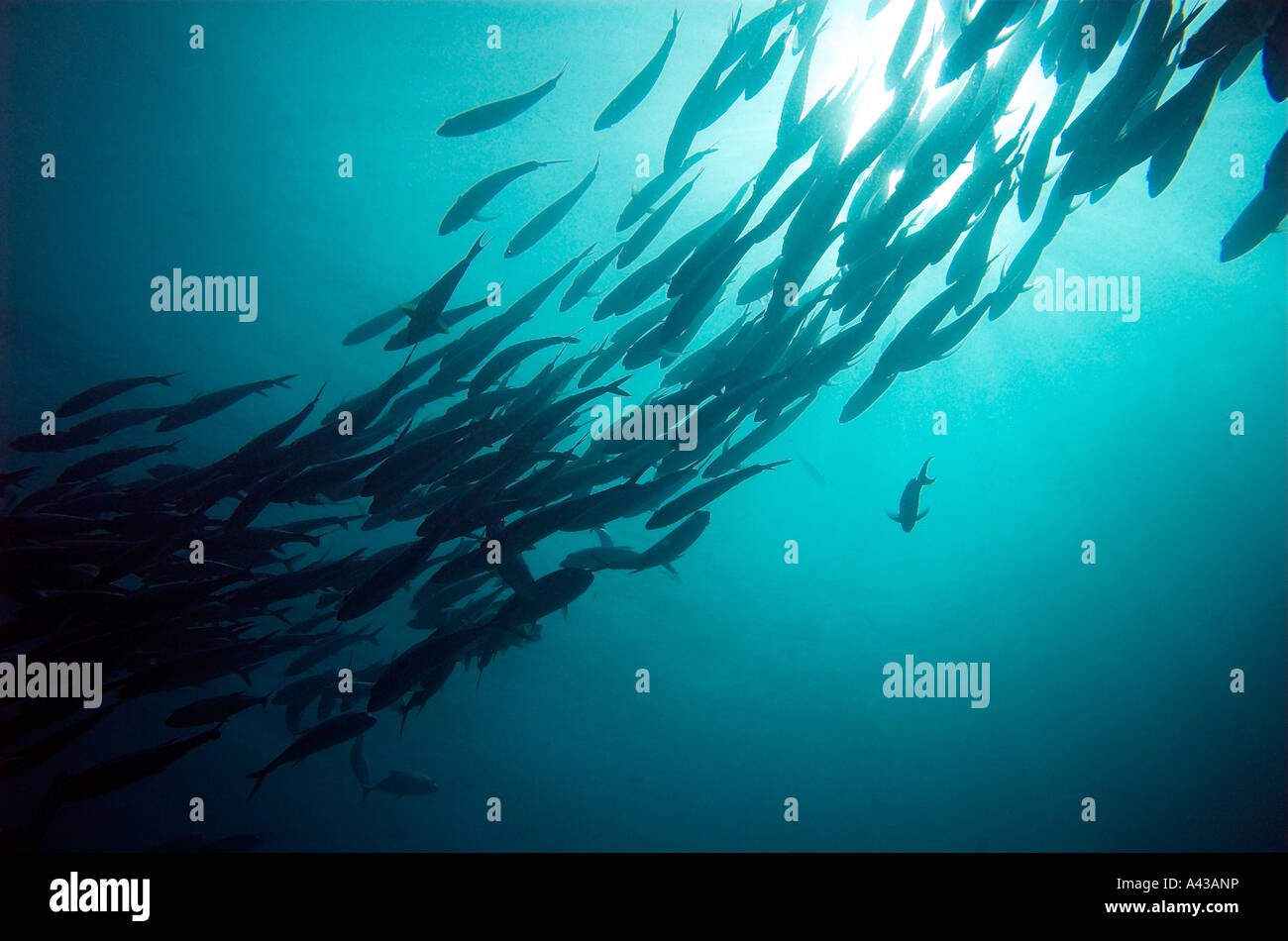 A shoal of fish swim through the waters of the coral reef silhouetted ...