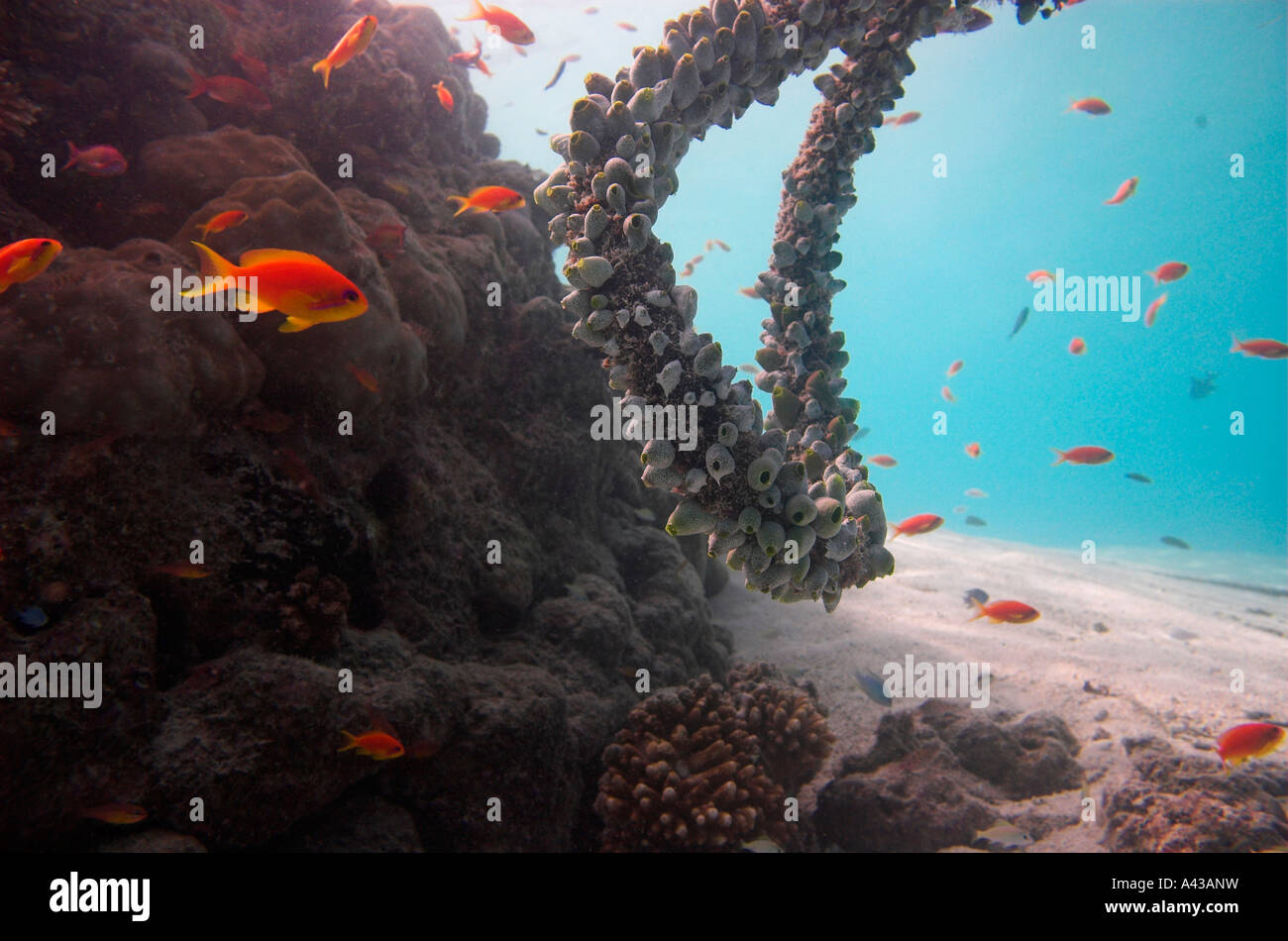 Coral growths forming on the mooring rope of a boat moored off the ...