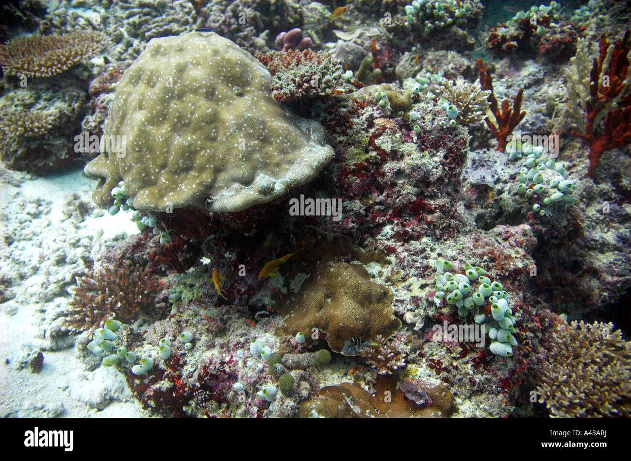 The beautiful colours of the coral reef in which juvenile fish hide to ...