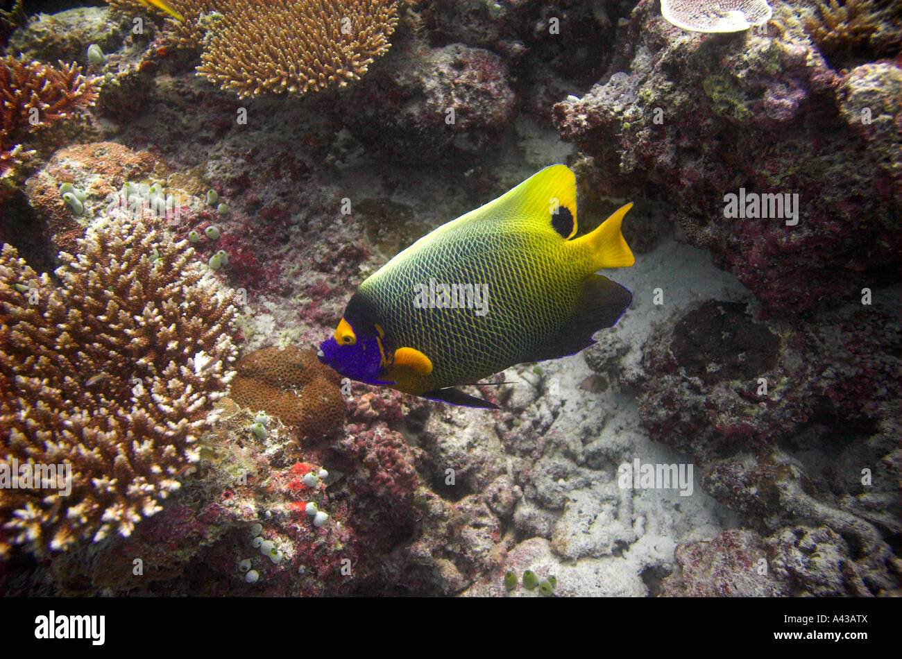 Blue face Angelfish Stock Photo - Alamy