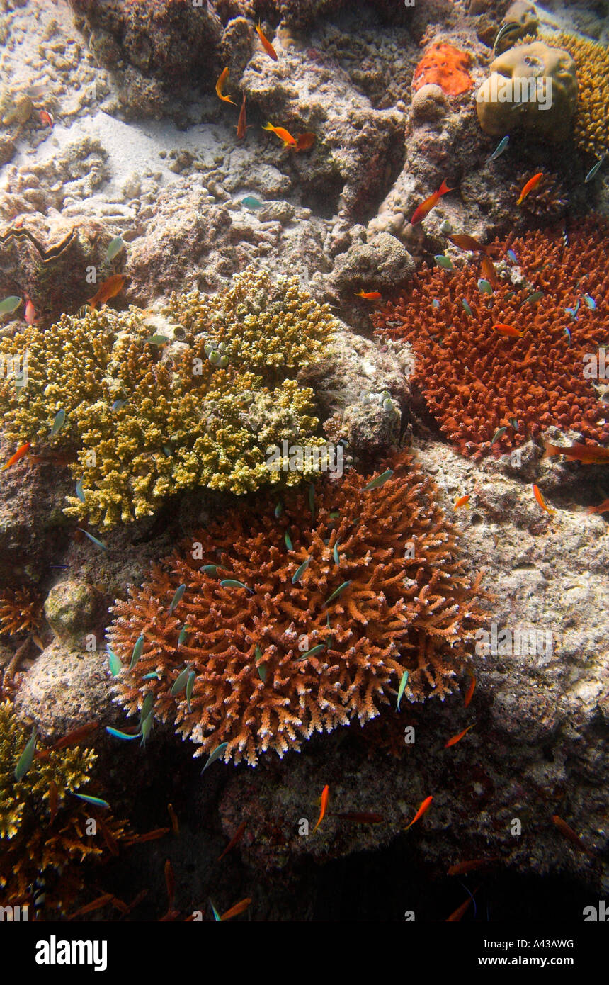 The coral reef is alive with hundreds of colourful reef fish Stock ...
