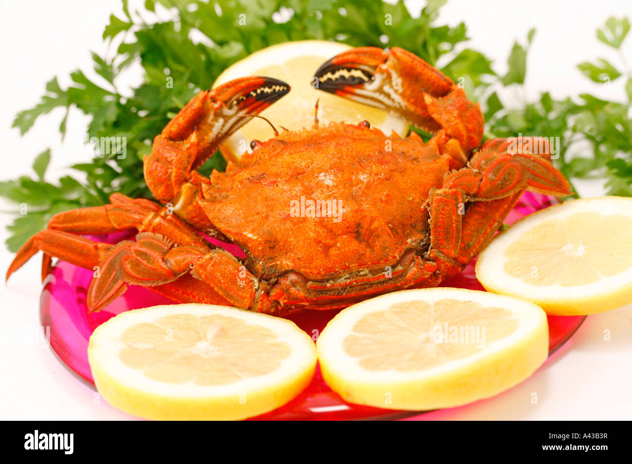 Crab sliced lemon hi-res stock photography and images - Alamy