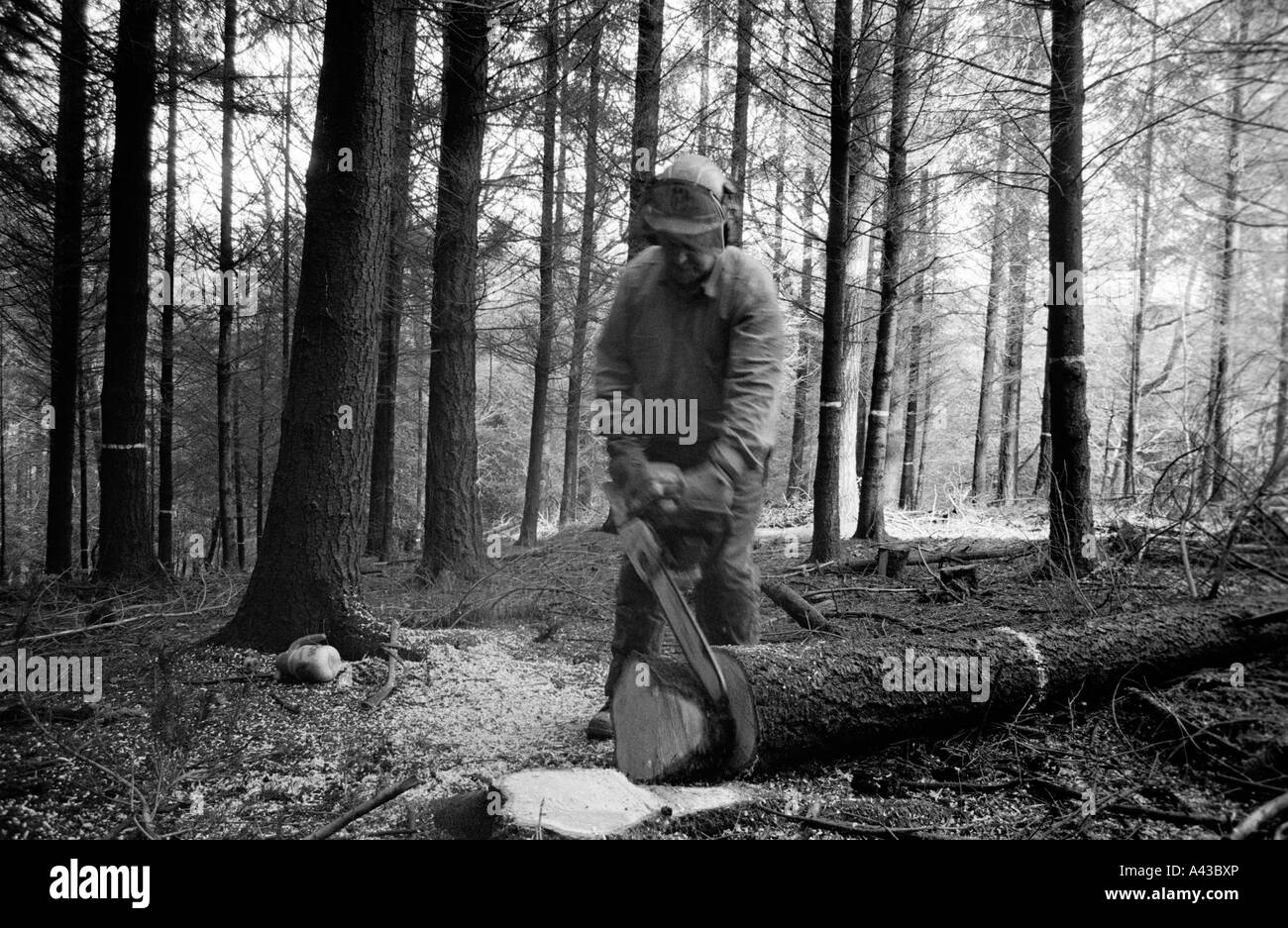 Work on forest protection Black and White Stock Photos & Images - Alamy
