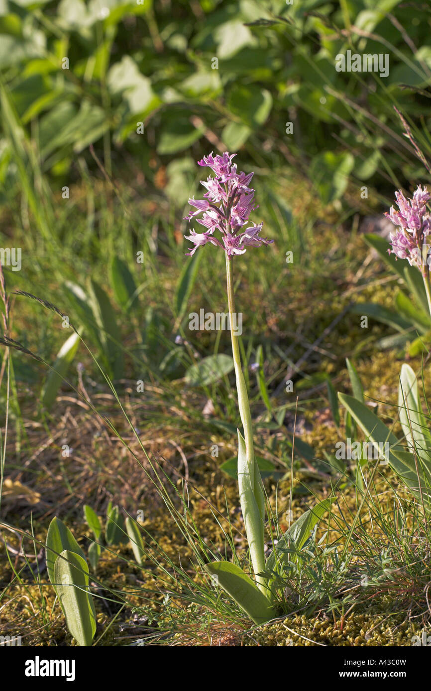 Military orchid Orchis militaris growing on roadside bank Vercors ...