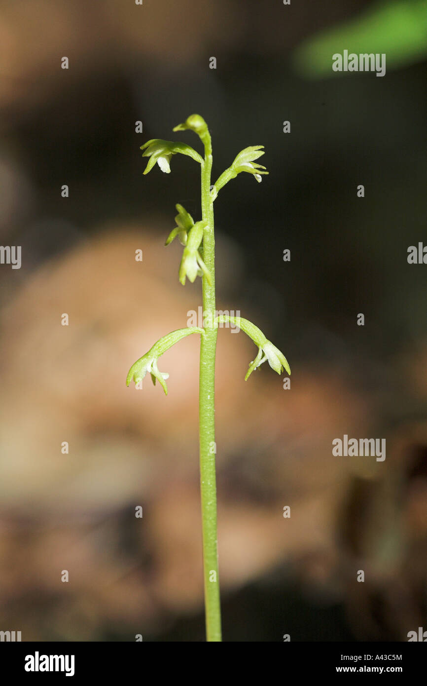 Coral root orchid hi-res stock photography and images - Alamy