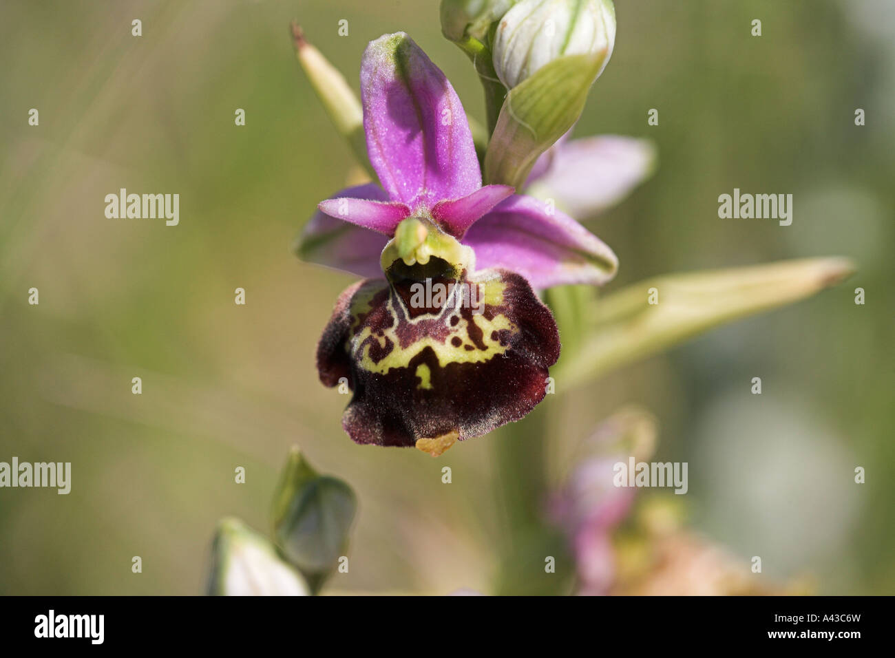 Late spider orchid Ophrys fuciflora Vercors National Park France Stock ...