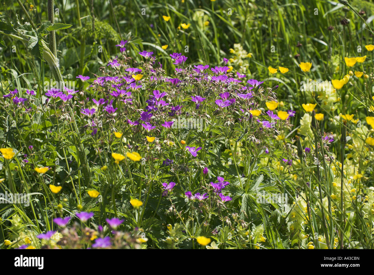 Wood cranesbill Geranium sylvaticum Vercors National Park France Stock ...