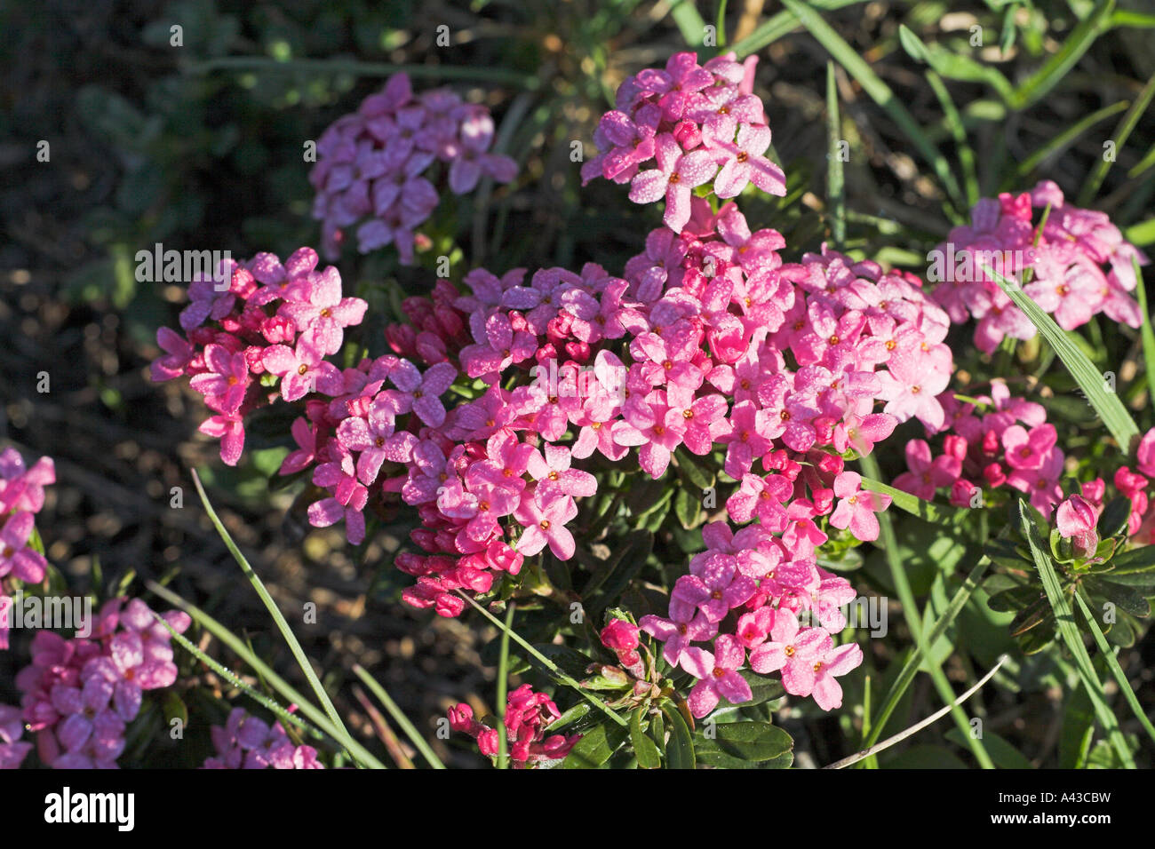 Garland flower Daphne cneorum Reserve Naturelle des Hauts Plateaux ...