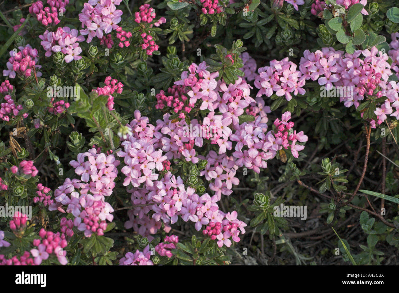 Garland flower Daphne cneorum Reserve Naturelle des Hauts Plateaux ...