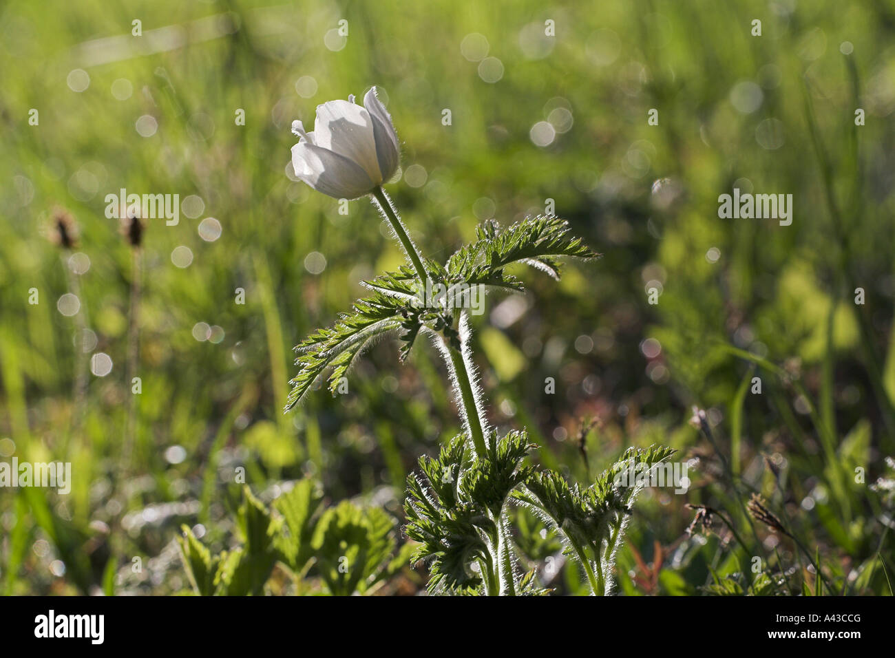 Alpine pasque flower Pulsatilla alpina Reserve Naturelle des Hauts ...