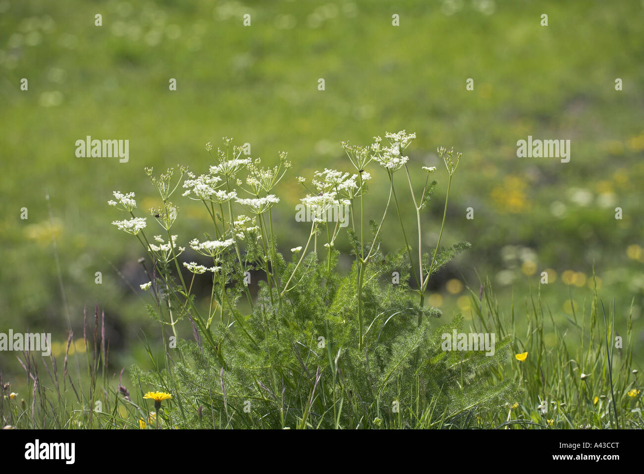 Spignel Meum athamanticum Vallon de Combeau Vercors National Park ...
