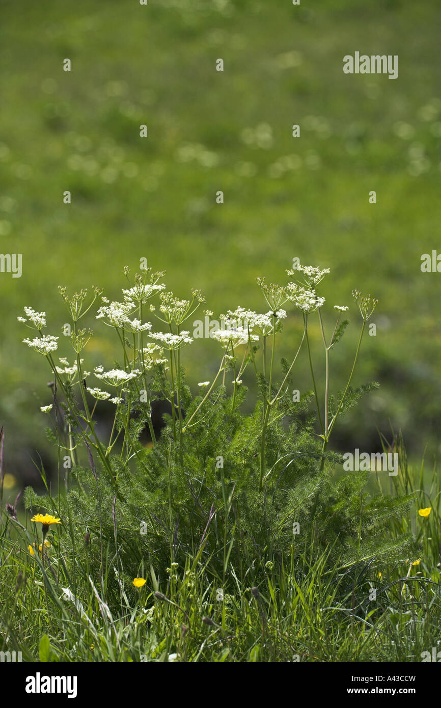 Spignel Meum athamanticum Vallon de Combeau Vercors National Park ...