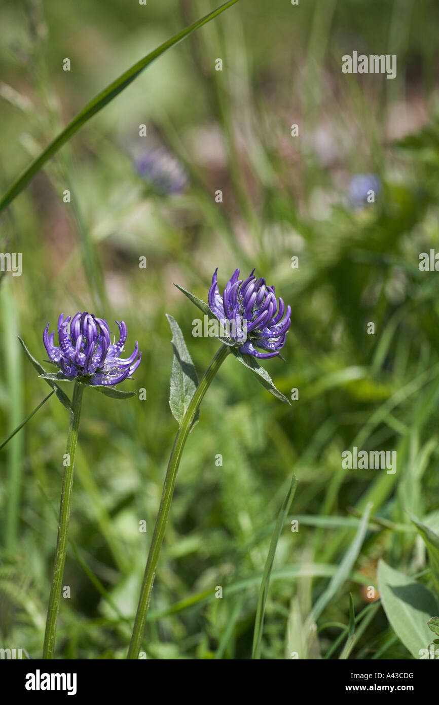 Phyteauma hi-res stock photography and images - Alamy