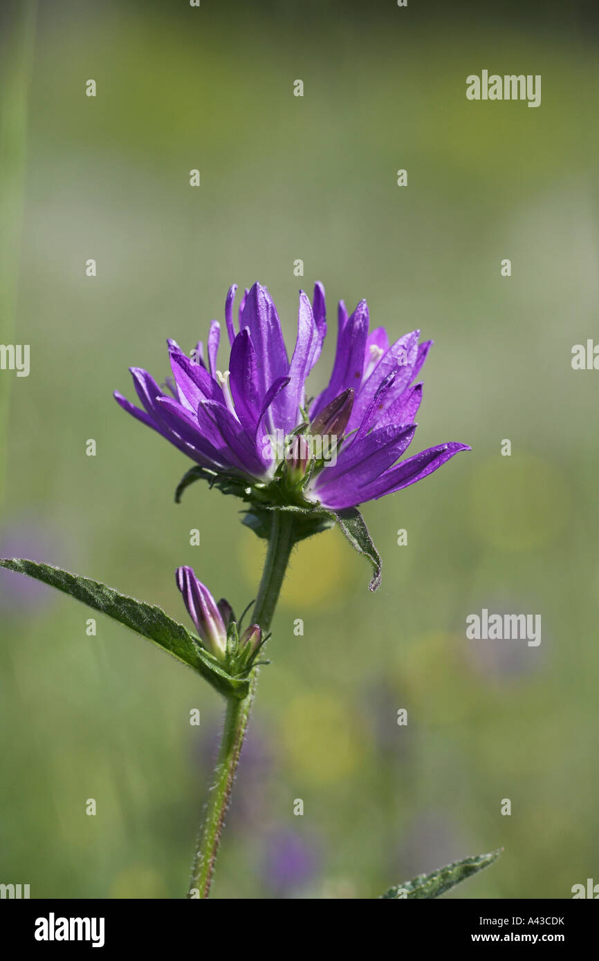 Clustered bellflower Campanula glomerata Vercors National Park France ...