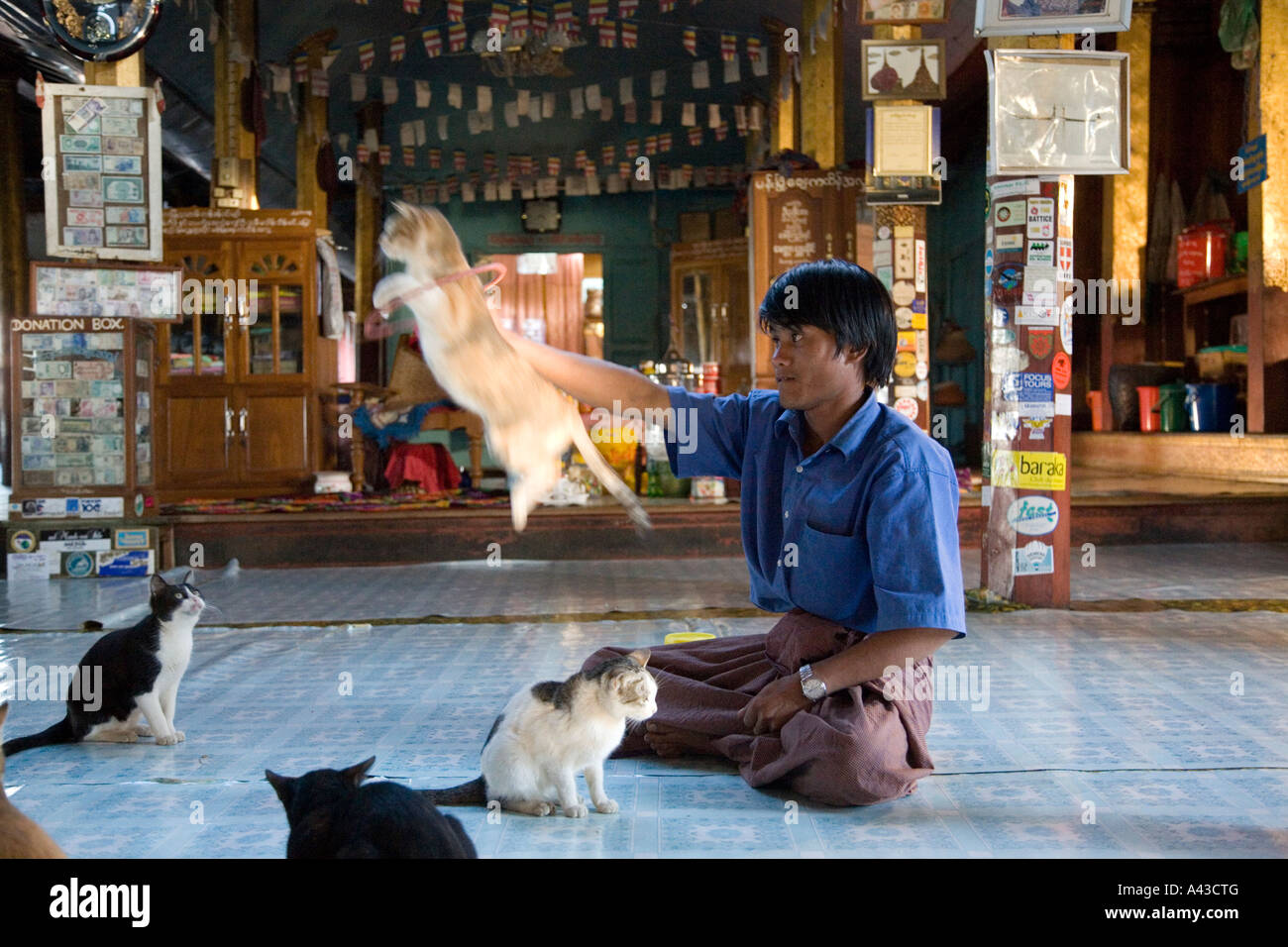 Jumping Cat Monastery, Inle Lake, Myanmar Stock Photo - Alamy