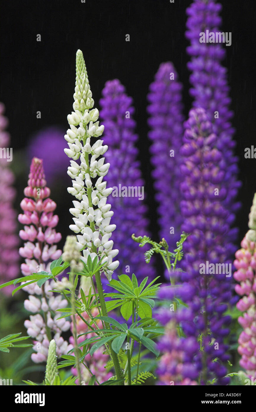 Nootka lupins, Lupinus nootkatensis, growing in the Scottish Highlands ...
