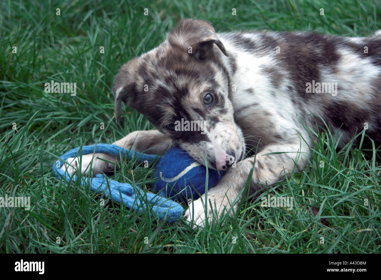 8 week old lurcher puppy playing with toy Stock Photo - Alamy