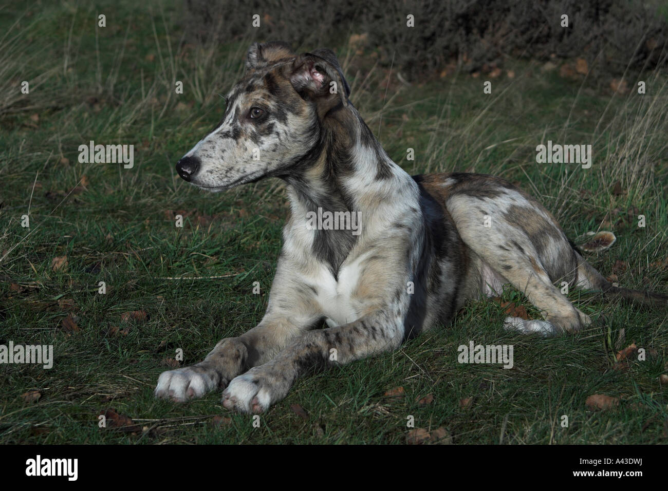 Young lurcher dog. Red merle colouration Stock Photo - Alamy