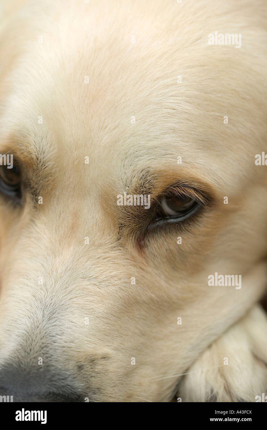 Sad Golden Retriever High Resolution Stock Photography and Images - Alamy