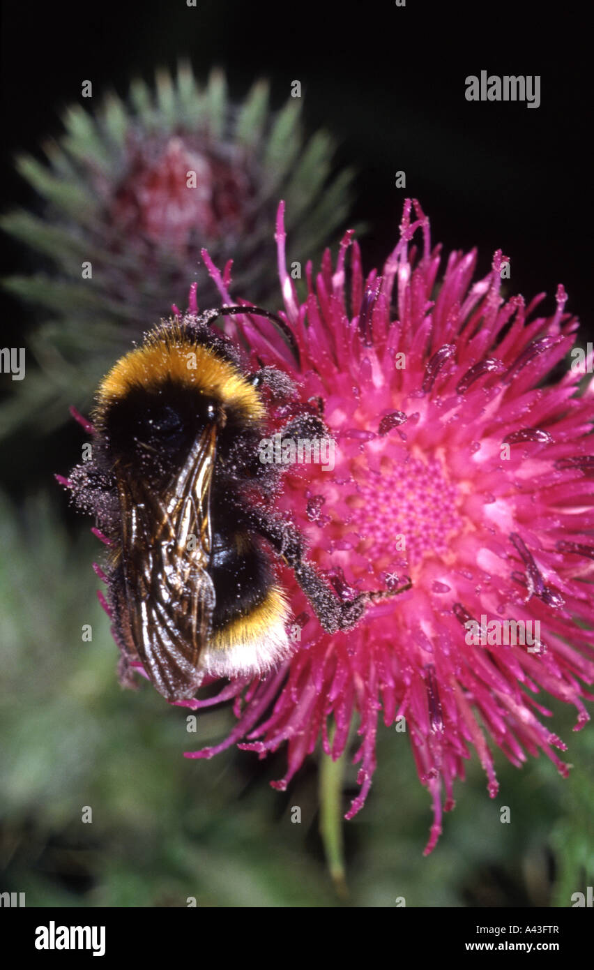 bumblebee bombus hortorum collecting pollen on thistle Stock Photo - Alamy
